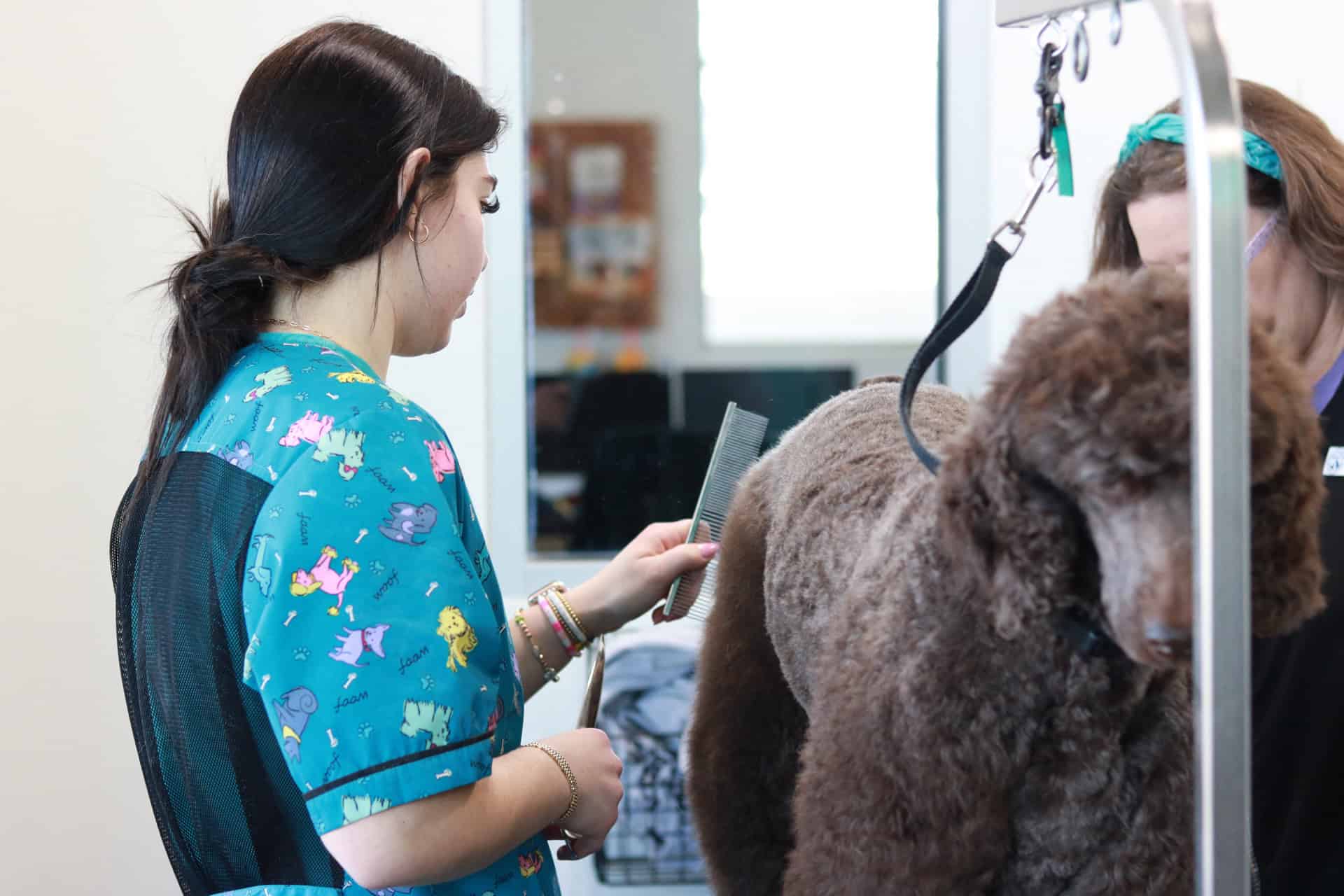 The Academy of Pet Careers - A Trade School for Dog Nerds