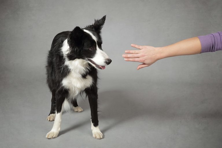 How To Teach Your Dog To "Back Up" - The Academy of Pet Careers