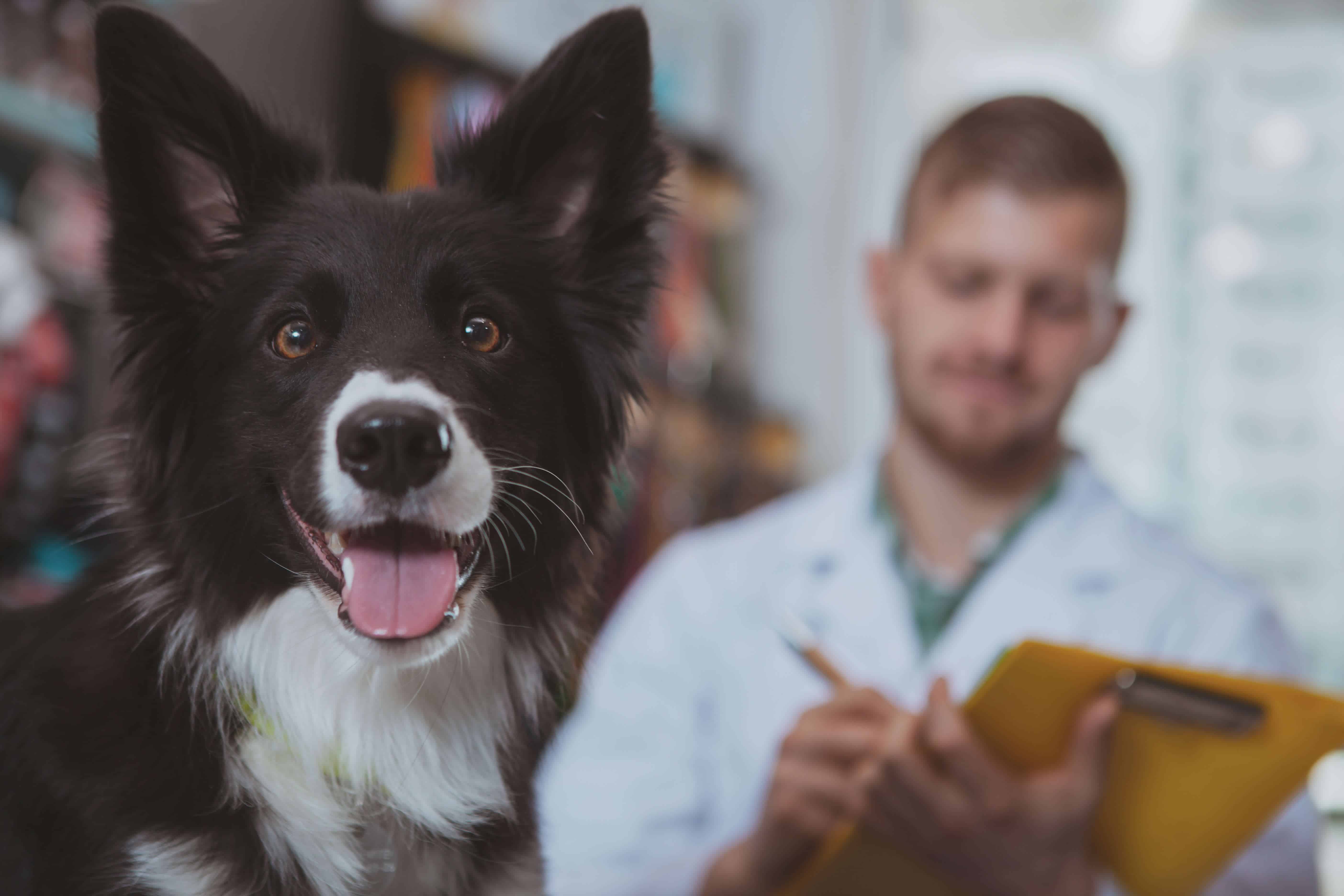 The Power of Happy Visits - The Academy of Pet Careers