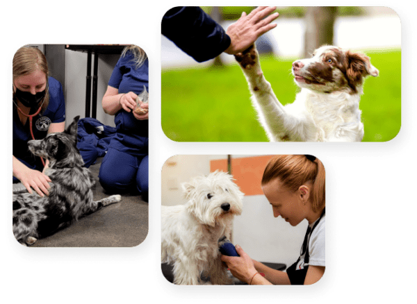 The Academy of Pet Careers | Award-Winning Pet Education