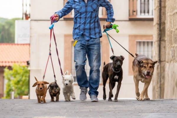 Animal Jobs A-Z: 40+ Jobs That Work With Animals