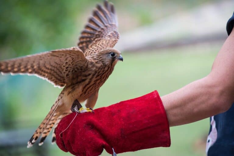 Animal Jobs A-Z: 40+ Jobs That Work With Animals