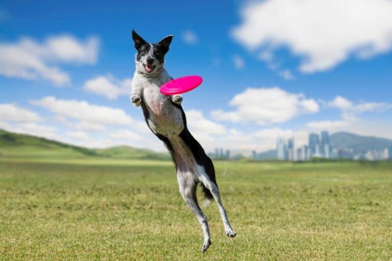Canine Disc: A Dog Sport Guide