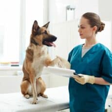 Average Vet Tech Salary in 2024: How Much Do Vet Techs Make? - The ...