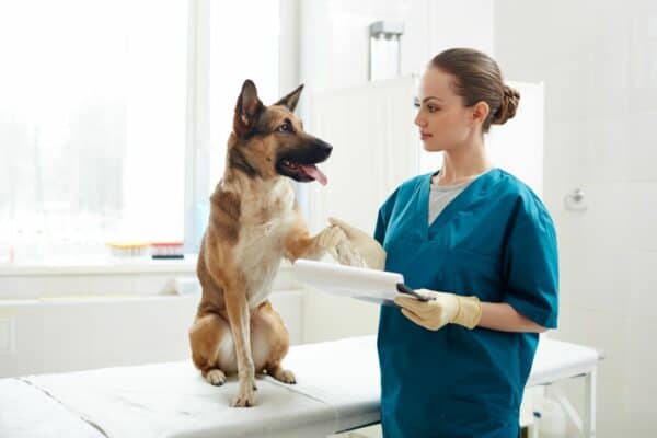 Average Vet Tech Salary in 2024: How Much Do Vet Techs Make? - The ...