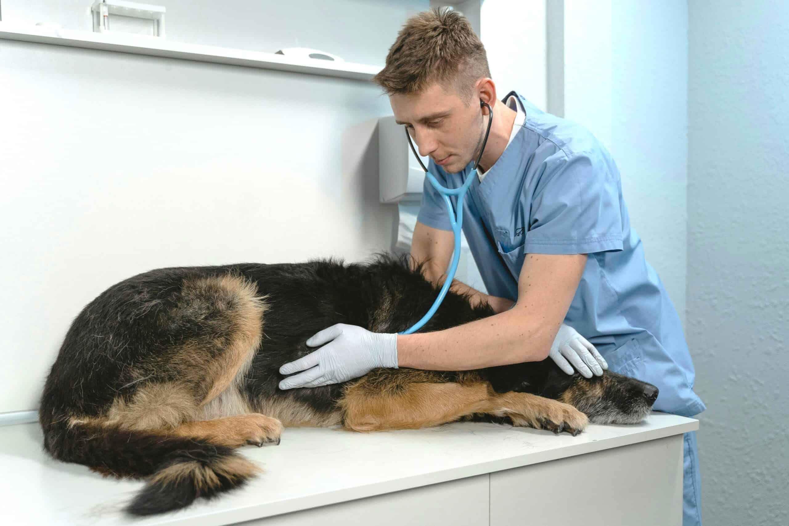 How Much Do Veterinarians Make? Average Vet Salary in 2025