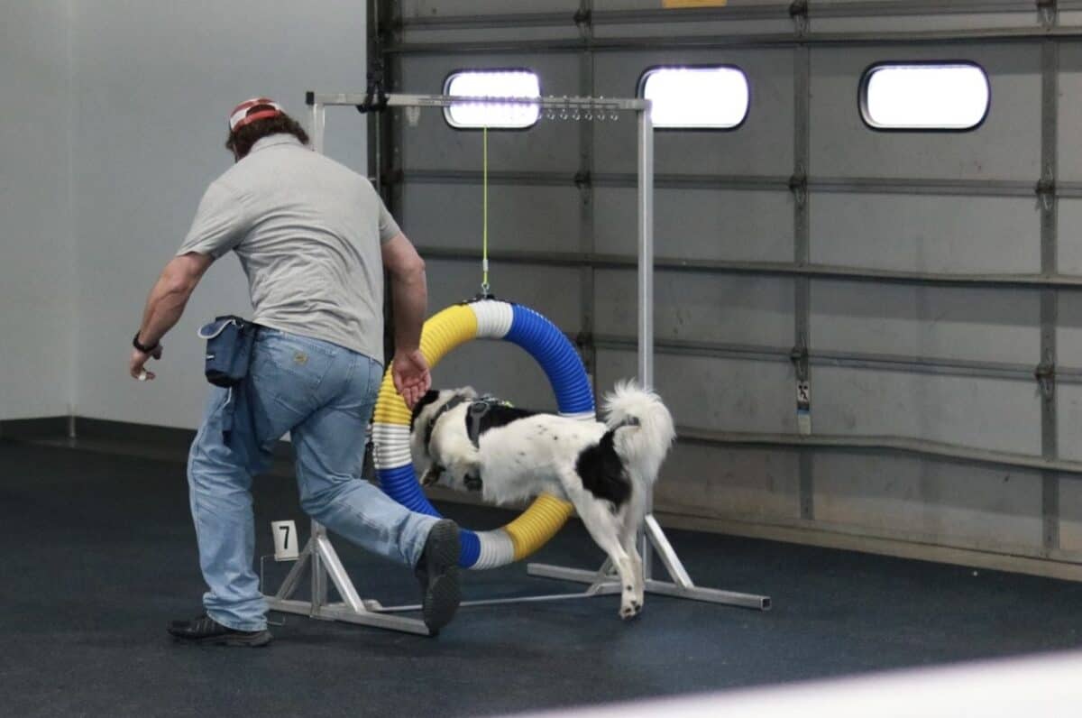 Become a Dog Trainer | The Academy of Pet Careers