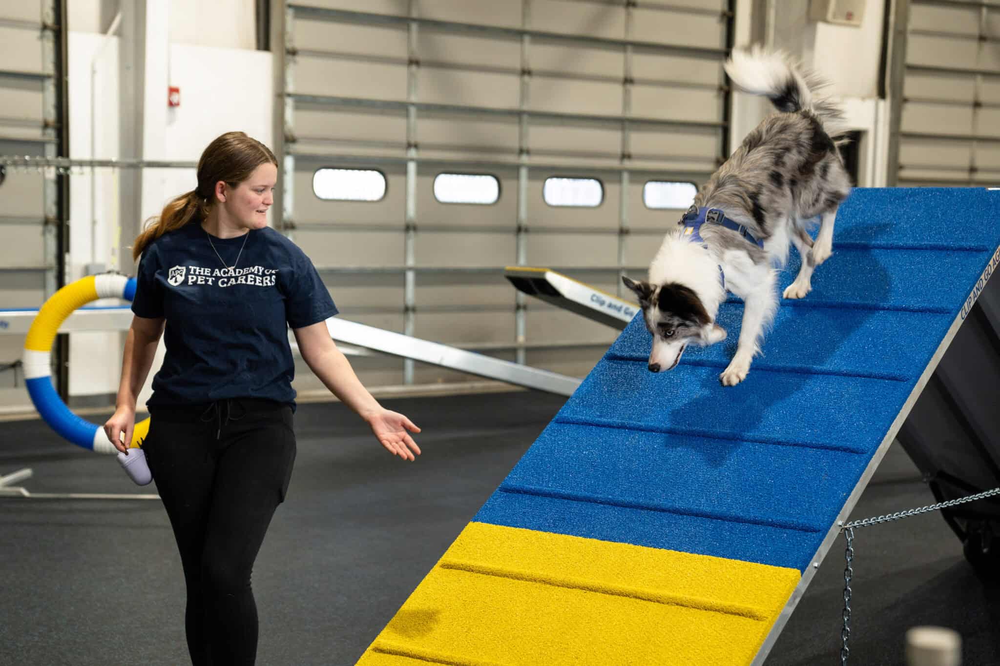 Dog Trainer Certifications | The Academy of Pet Careers