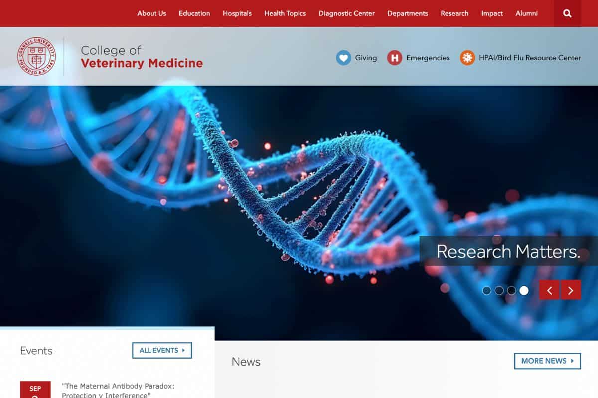 Best Vet Schools in The US: Top 5 DVM Programs in 2025