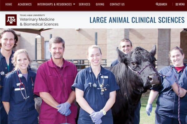 Best Vet Schools in The US: Top 5 DVM Programs in 2026