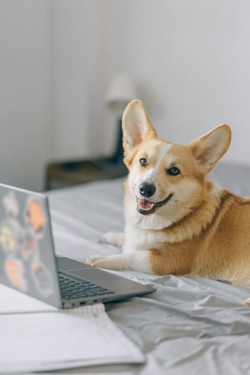 Online Dog Trainer Program Curriculum - The Academy of Pet Careers